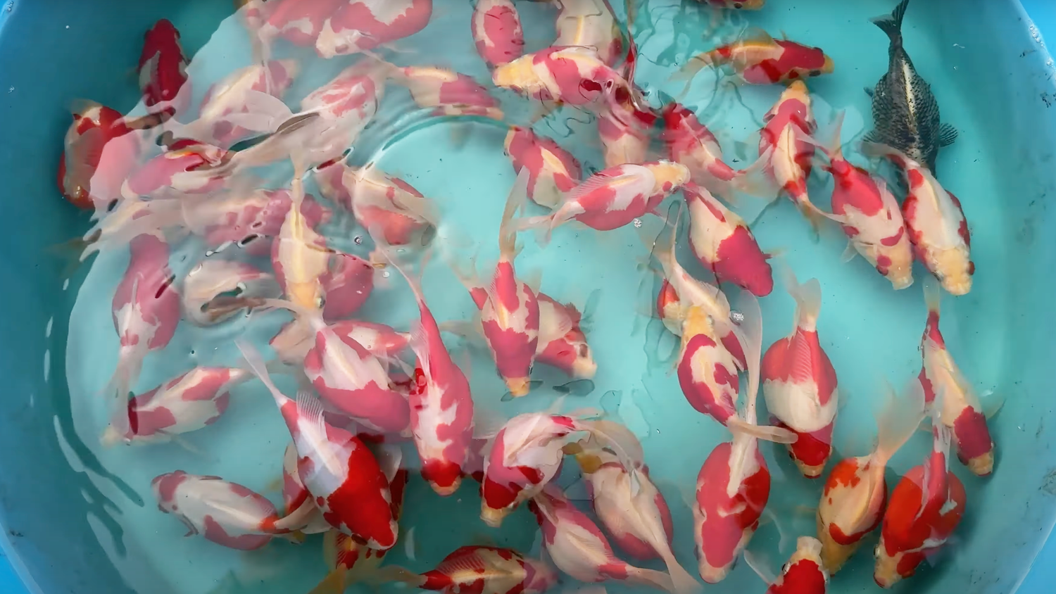 Tamasaba Goldfish: Hardy & Striking Japanese Pond Fish