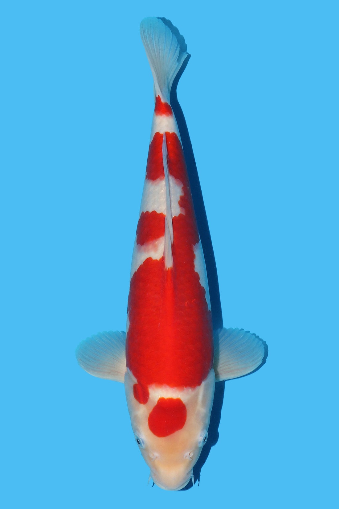 Japanese Koi For Sale