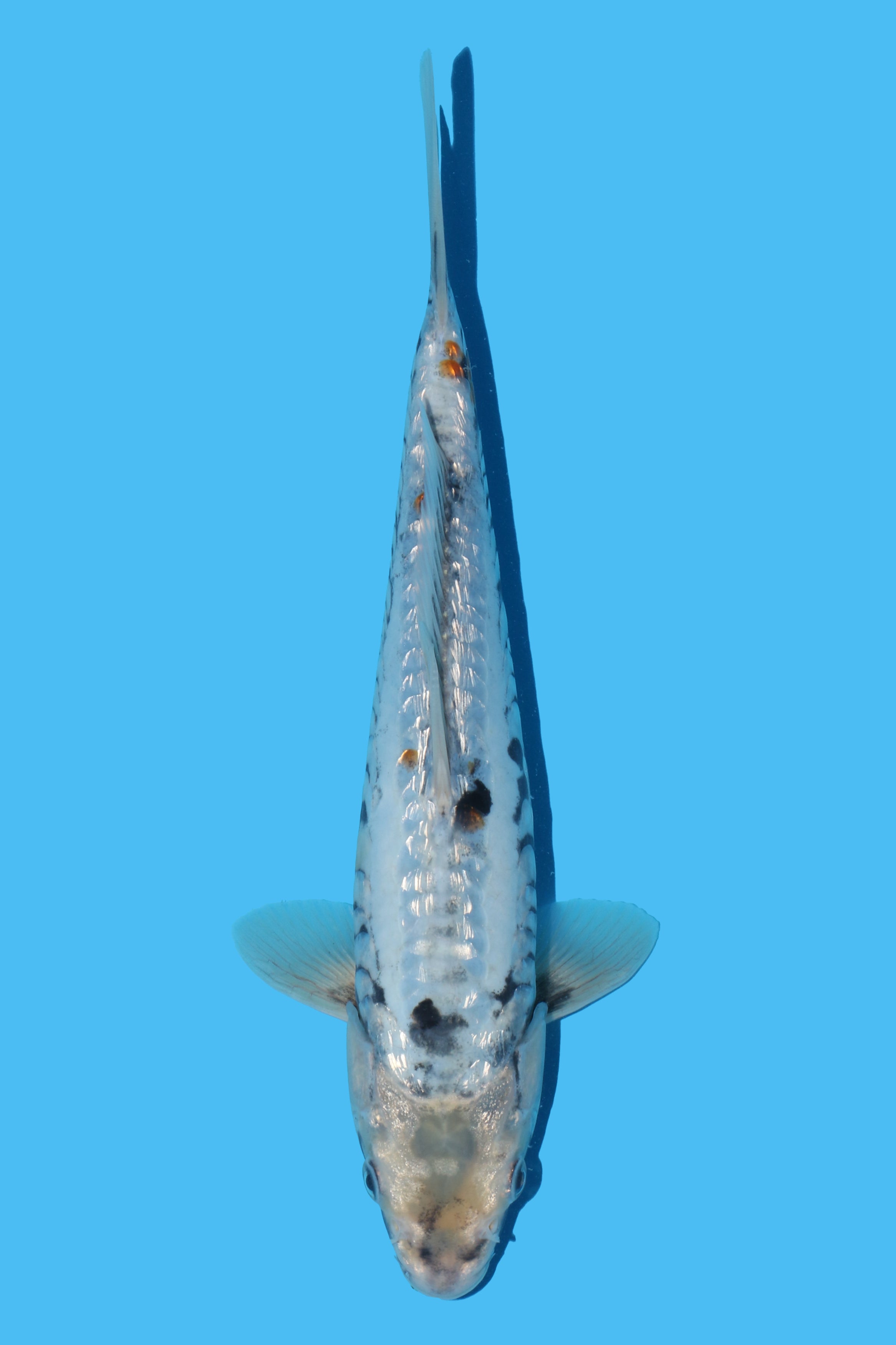 Doitsu Gin Rin Kumonryu - Takatatsu – 24cm - 0725-102 | Koi For Sale