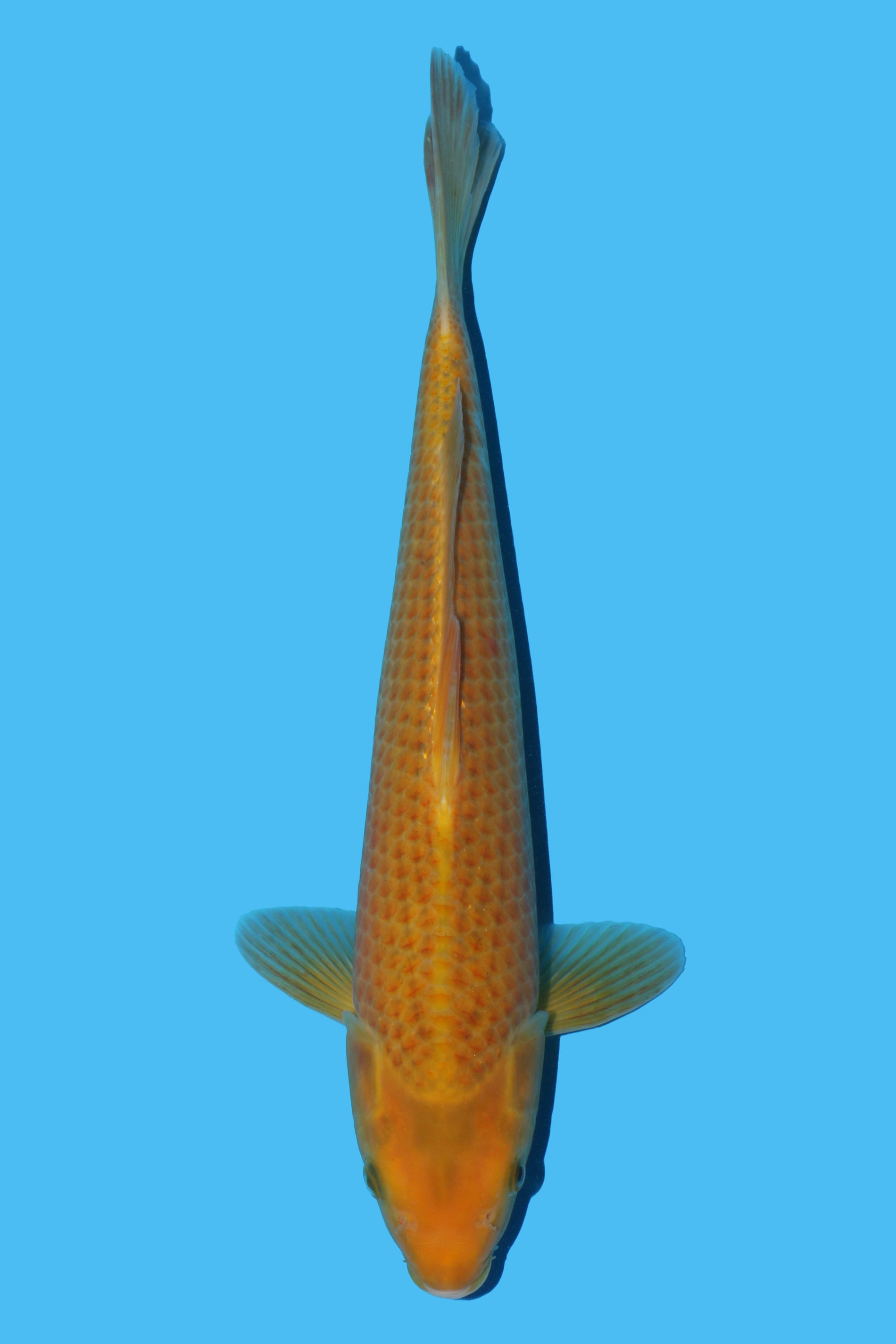 Japanese Koi for Sale | Hand-Selected by Ricky Stoddart