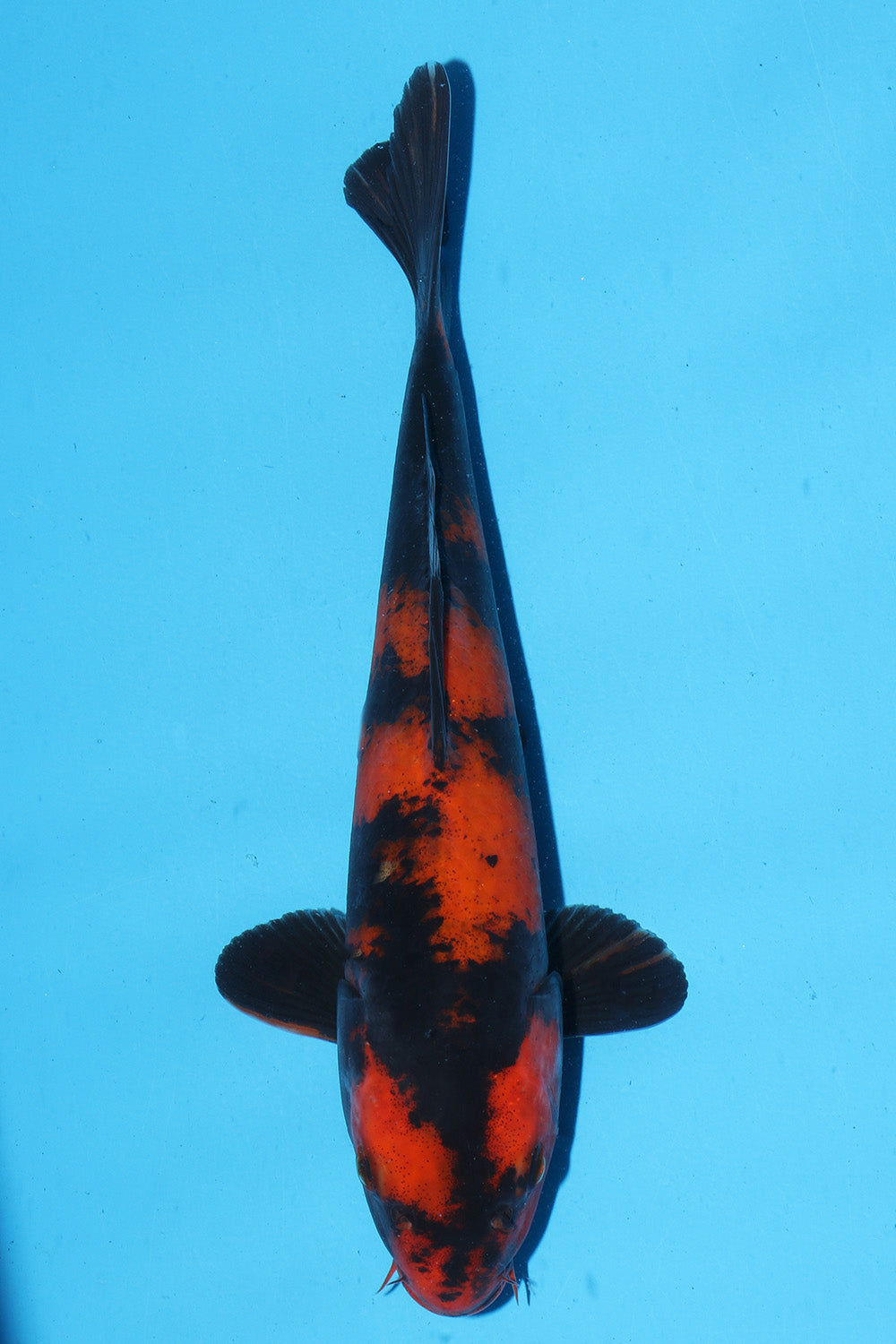 Japanese Koi for Sale | Hand-Selected by Ricky Stoddart