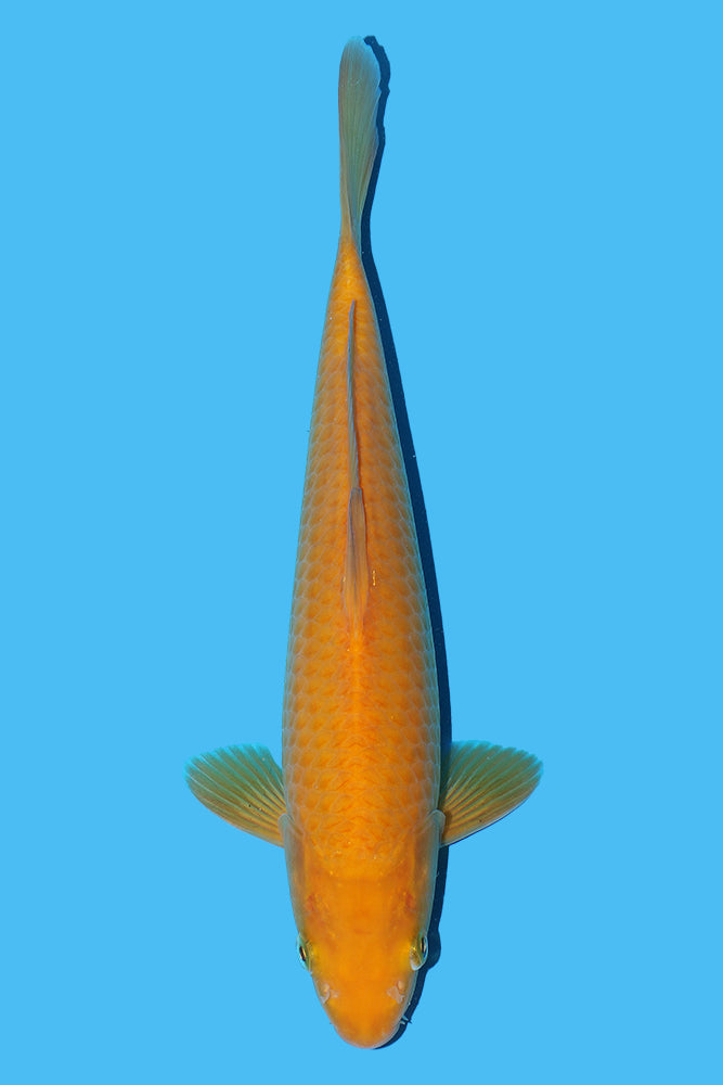 Karashigoi – Saito – 25cm – 18345078 | Koi For Sale