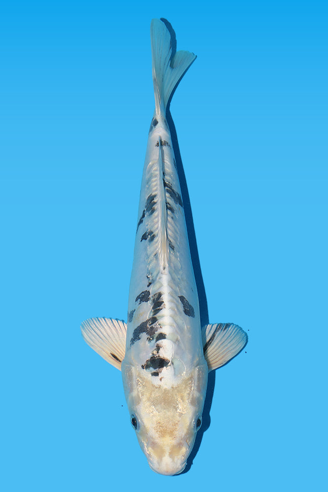 Doitsu Hikari Bekko – Saito – 23cm – 281125 | Koi For Sale