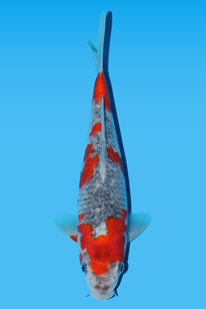Goshiki – Saito – 27cm – 281125U | Koi For Sale