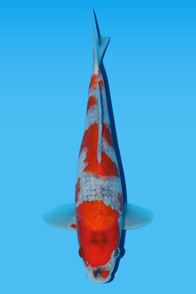 Goshiki – Saito – 23cm – 281125 | Koi For Sale