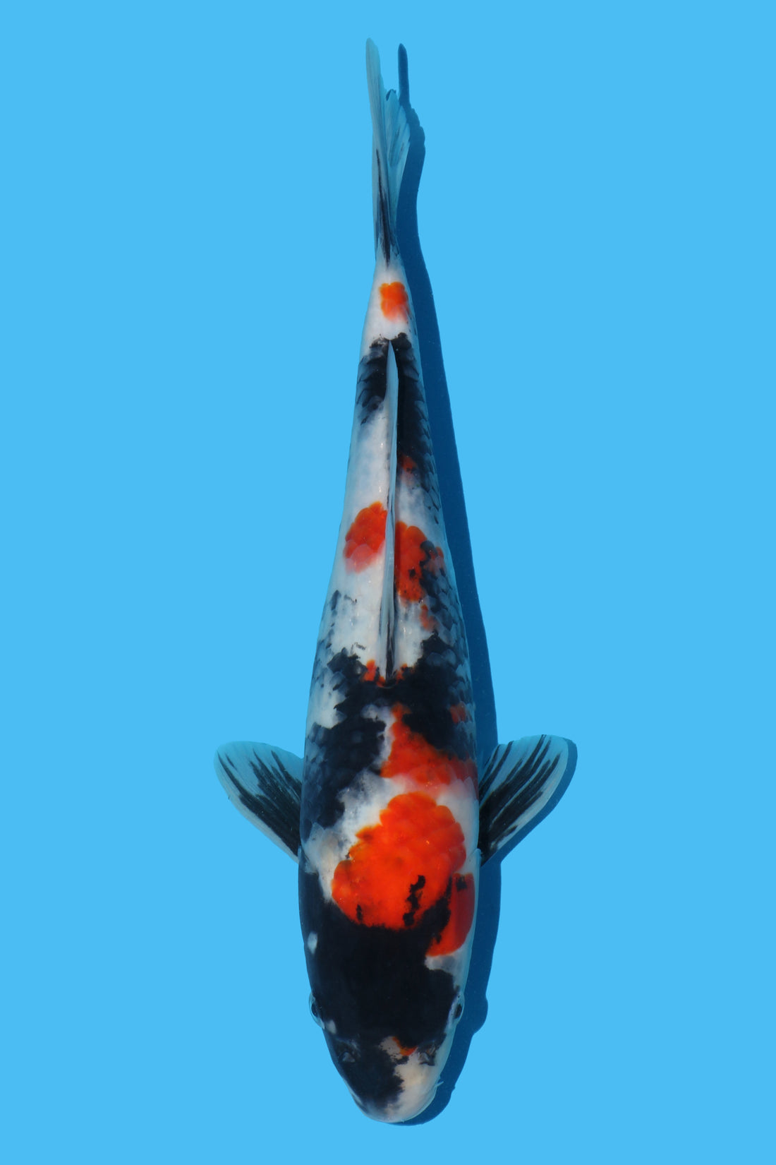Showa – NND – 28cm – 0425-119 | Koi For Sale